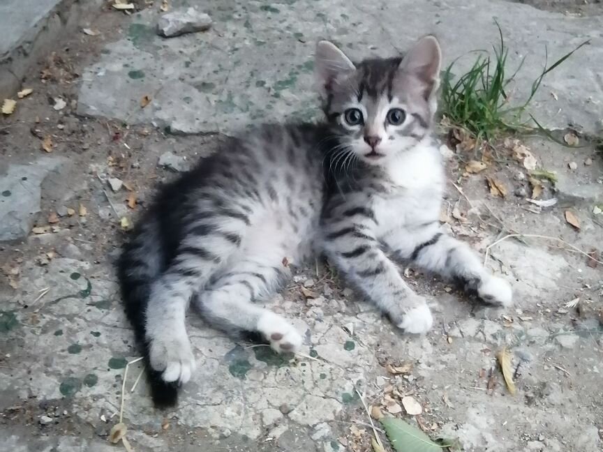 Котята в добрые руки