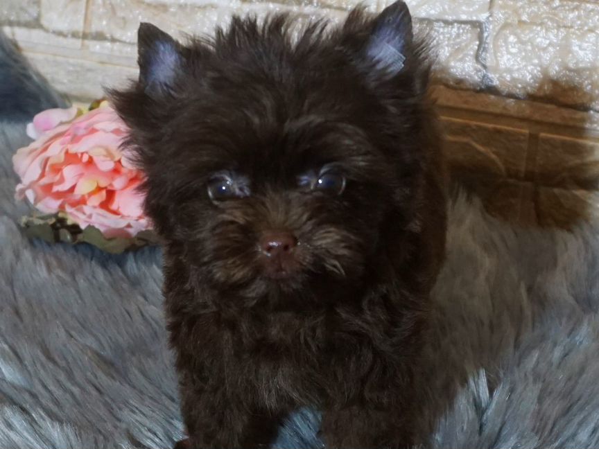 Цветной йорк шоколадная мини девочка