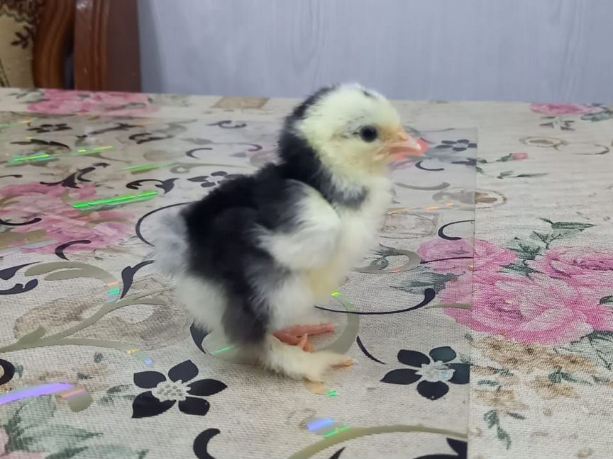 Карликовые кохинхины цыплята