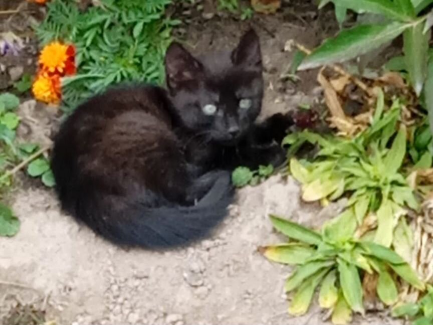 Котëнок в добрые руки