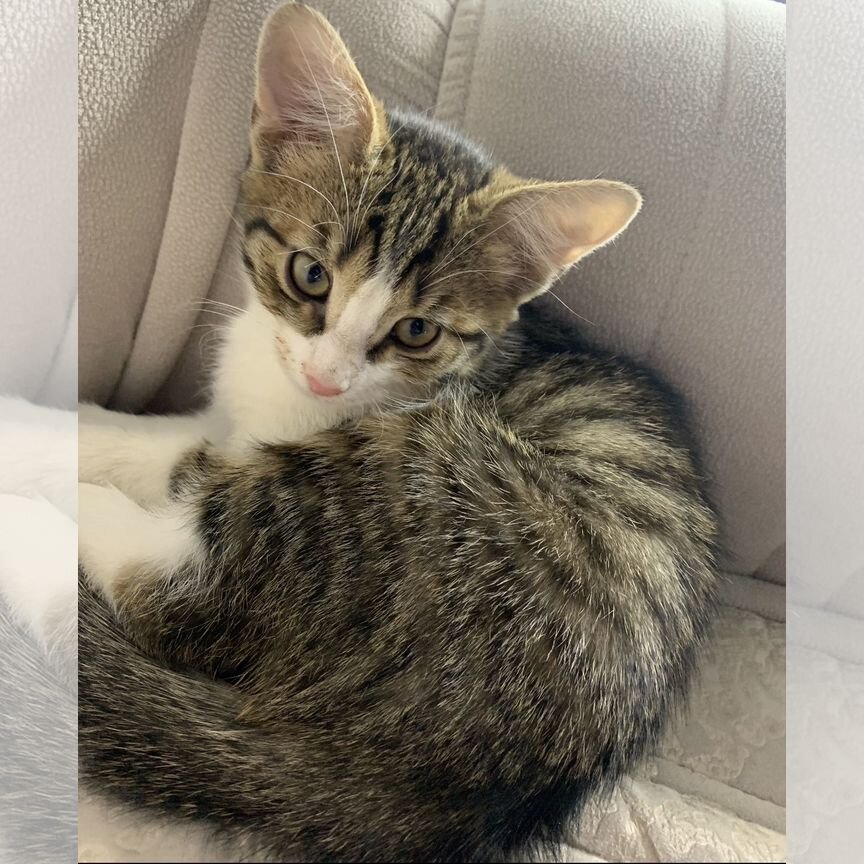 Котёнок в добрые руки