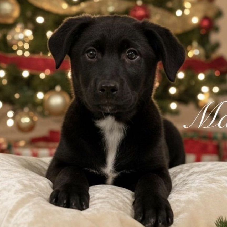 Щенок в добрые руки