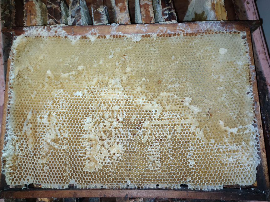 Сушь для пчел