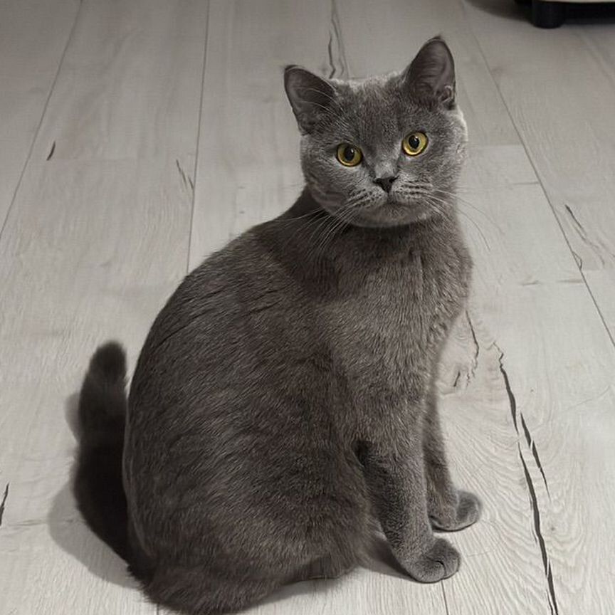 Отдам в добрые руки кошку