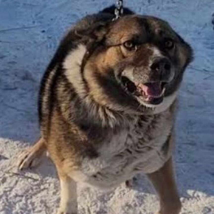 Взрослый пёс в добрые руки