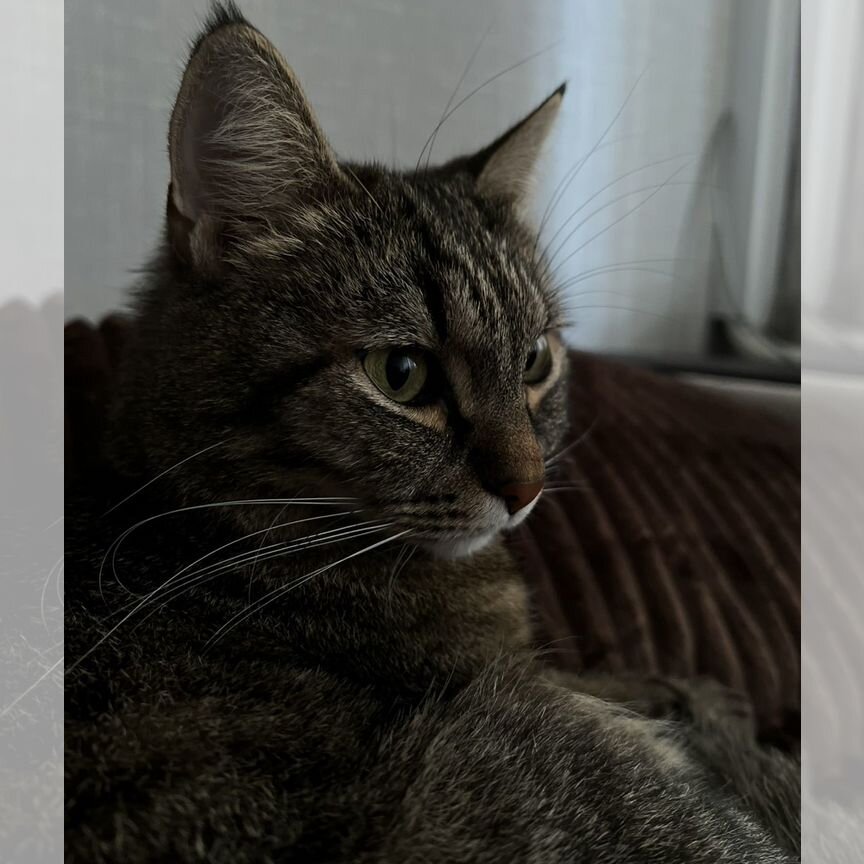 Кот
