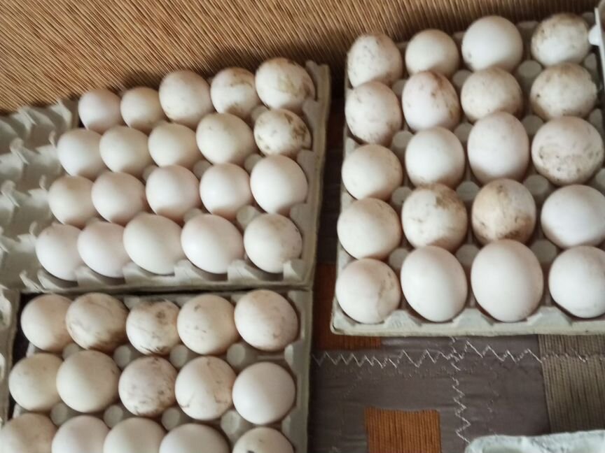 Яйца