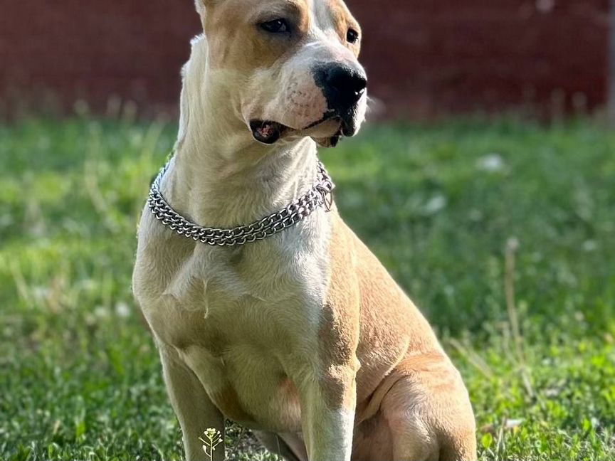 Стаффордширский терьер. Вязка