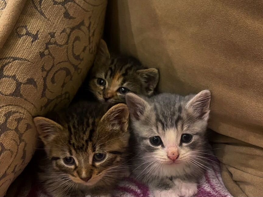 Котята ручные