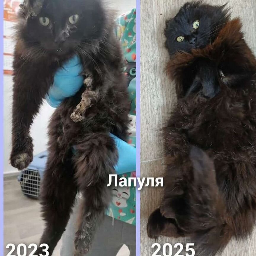Кошечка Лапуля