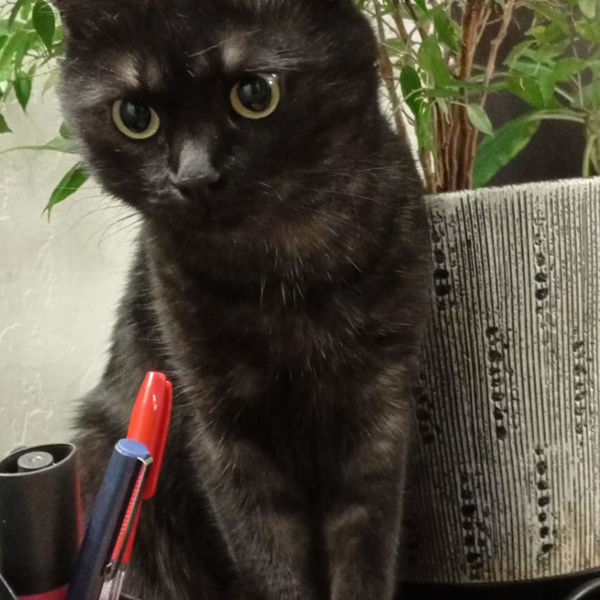 Молодой ласковый котик