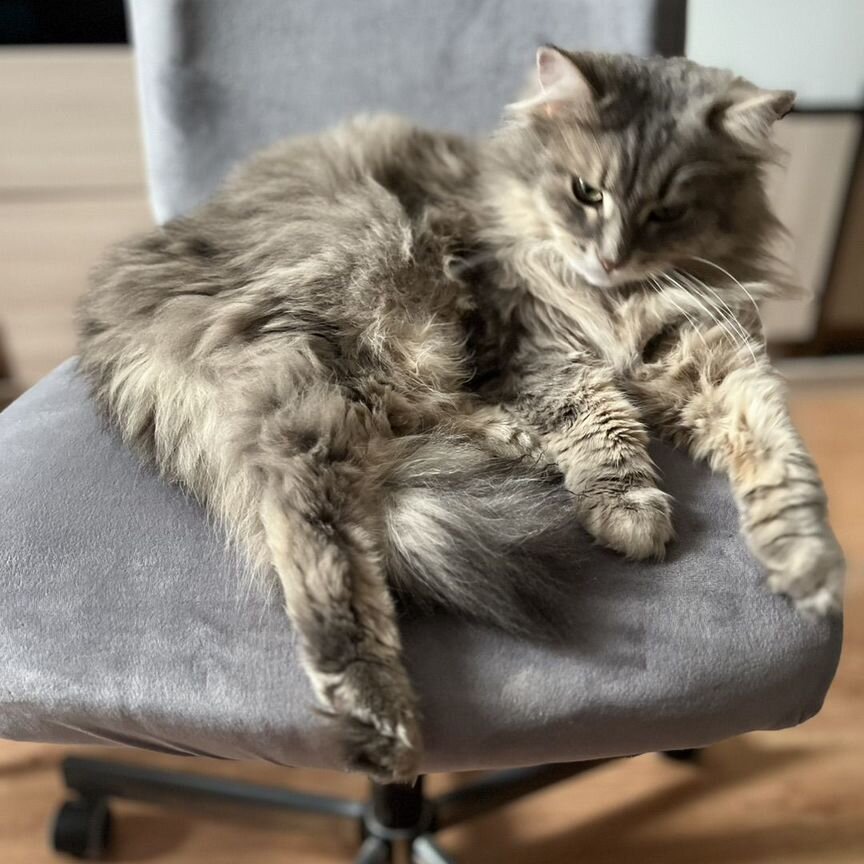 Кот в добрые руки