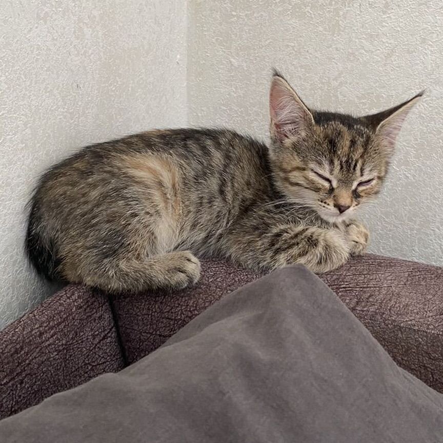 Мейн-кун котёнок