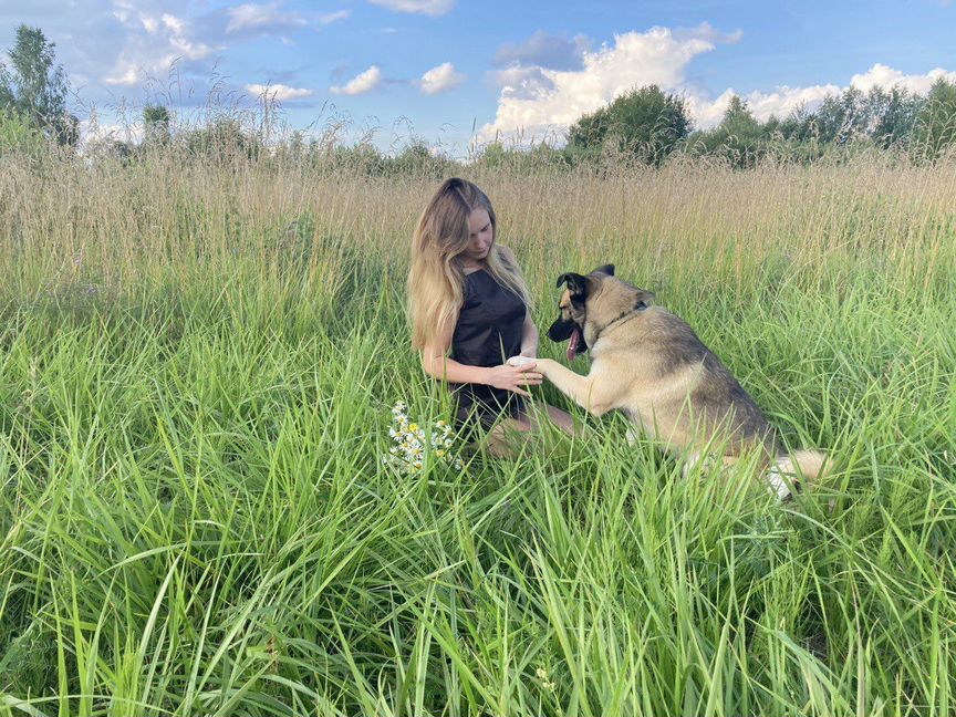 Добрый пес в добрые руки