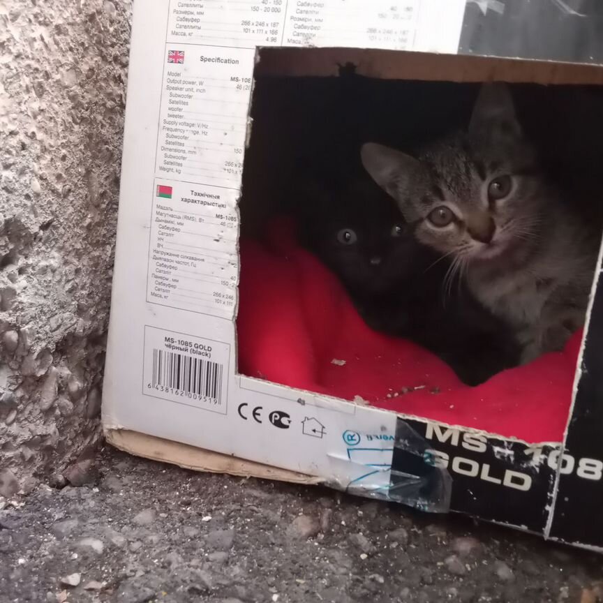 Котятки