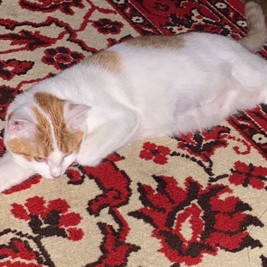 Котенок девочка