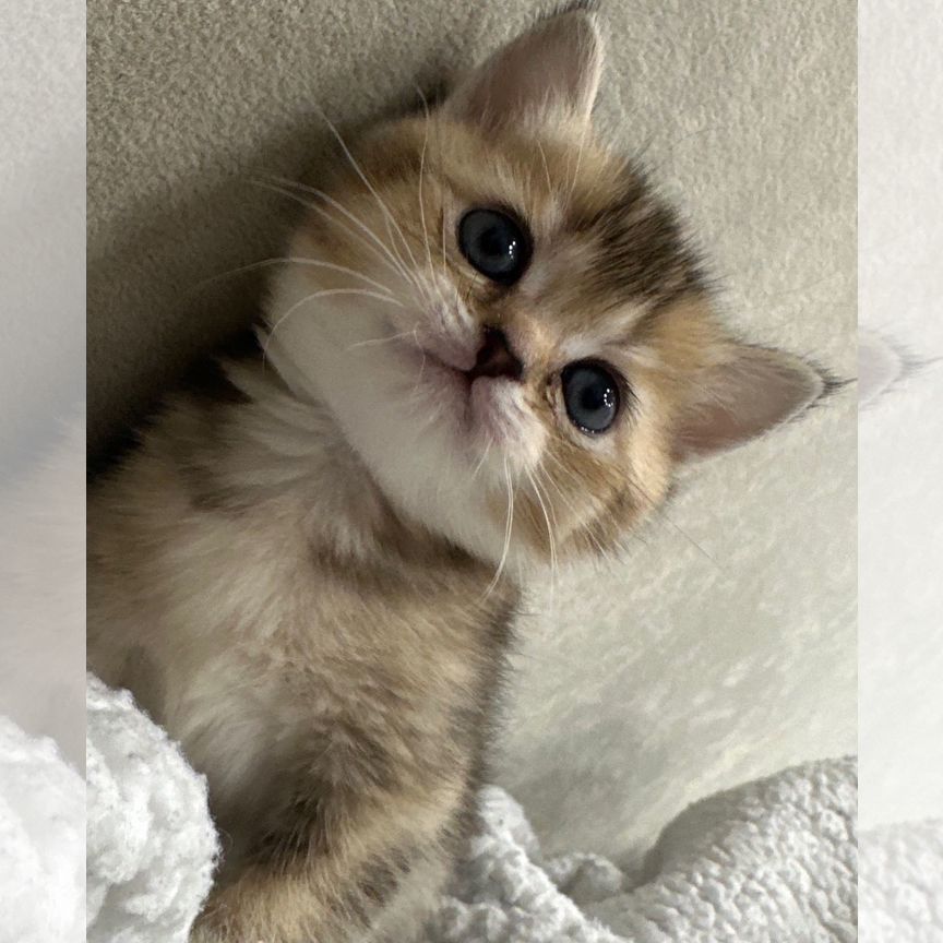 Британский короткошёрстный котёнок