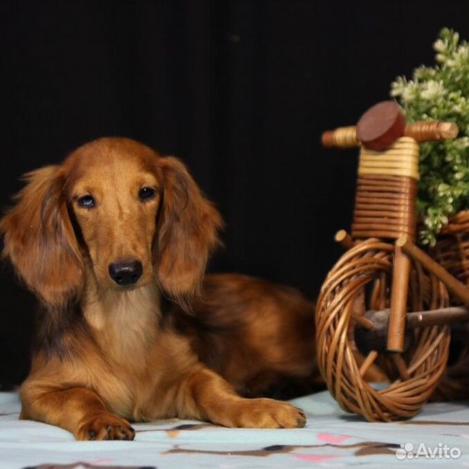 Мальчик - такса миниатюрная, д-ш