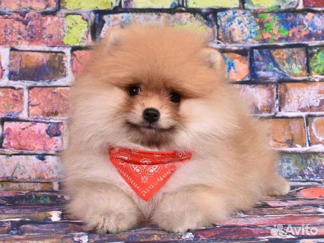 Померанский шпиц медвежьего типа мальчик номер 3