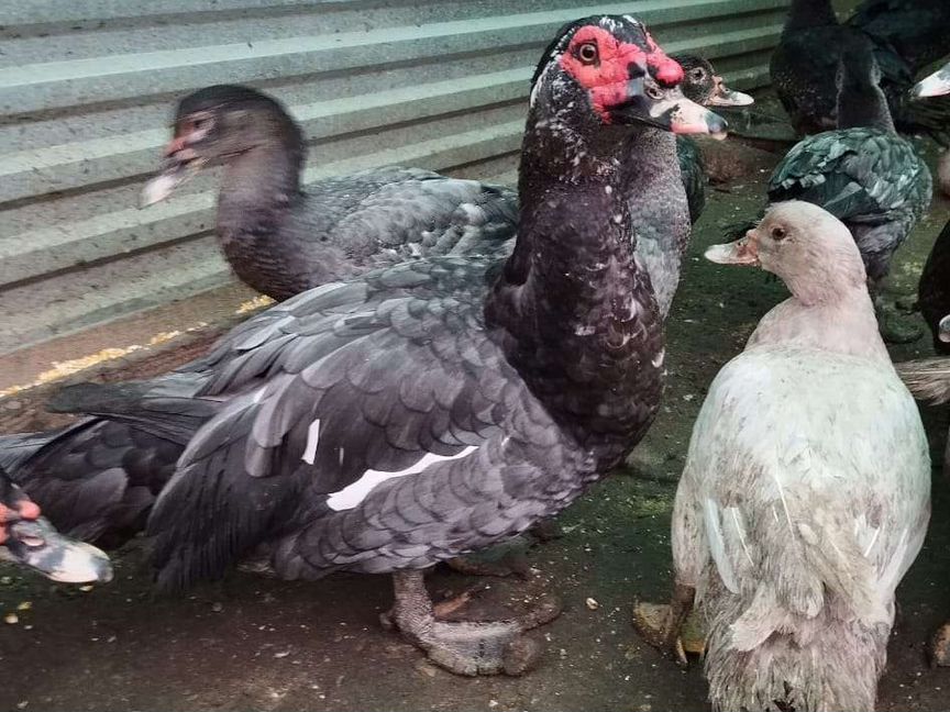 Мускусные утки