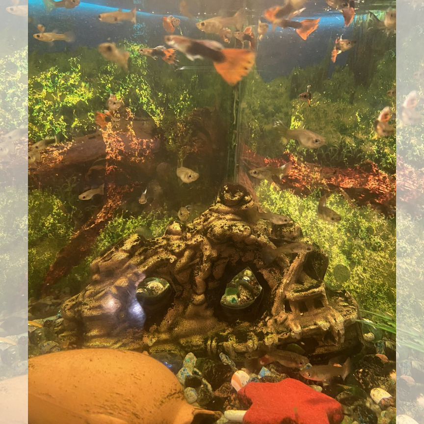 Отдам аквариум с рыбками гуппи