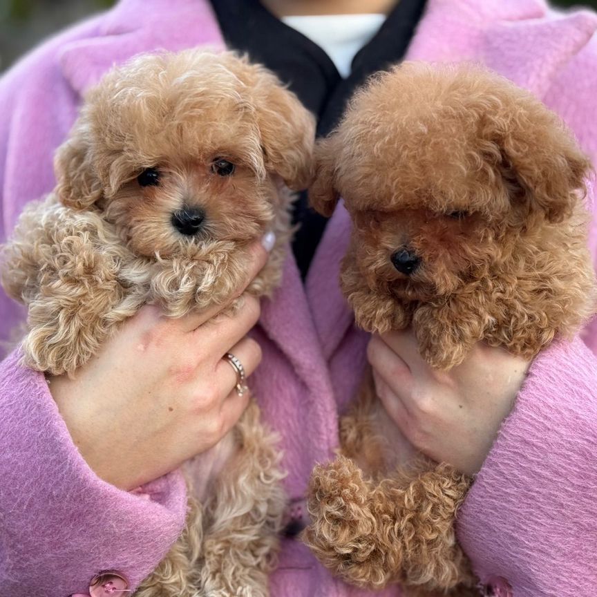 Мальтипу, щенок