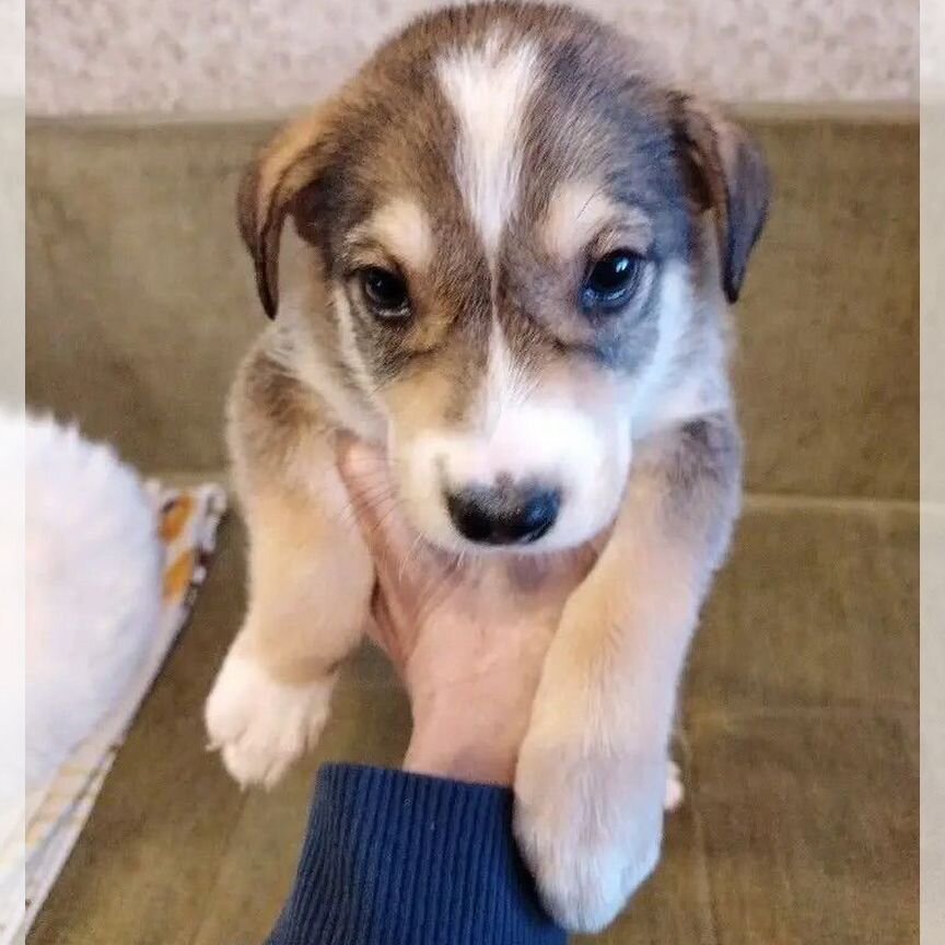 Немецкая овчарка, щенок