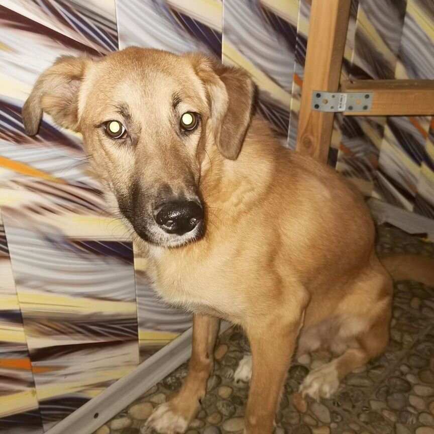 Собака девочка (чуть больше года) в добрые руки