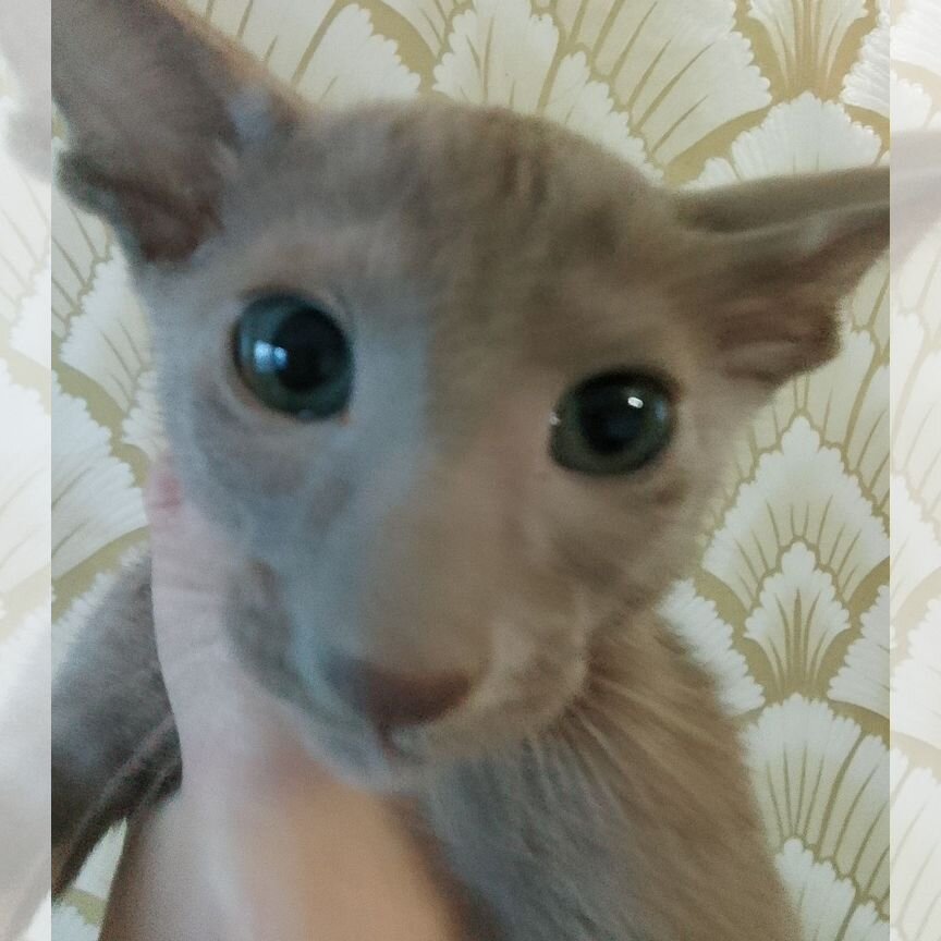 Ориентальный котёнок