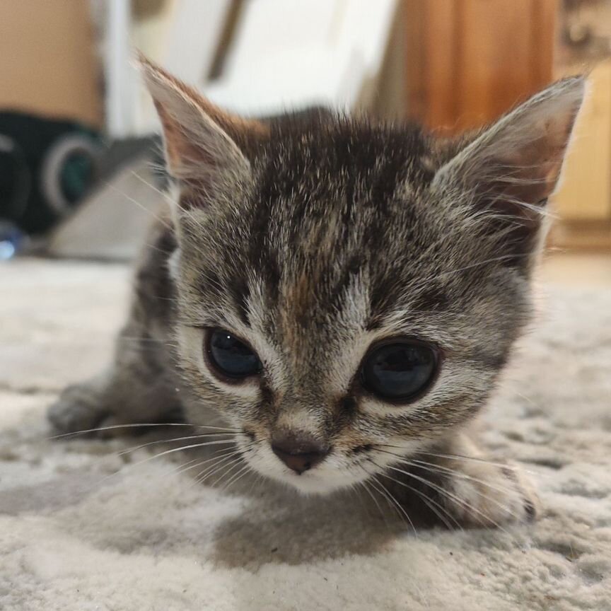 Кошечка шотландская прямоухая