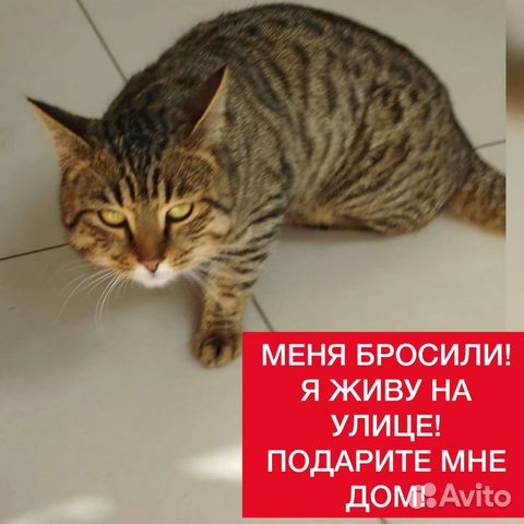 Котика выбросили квартиранты, нужен дом