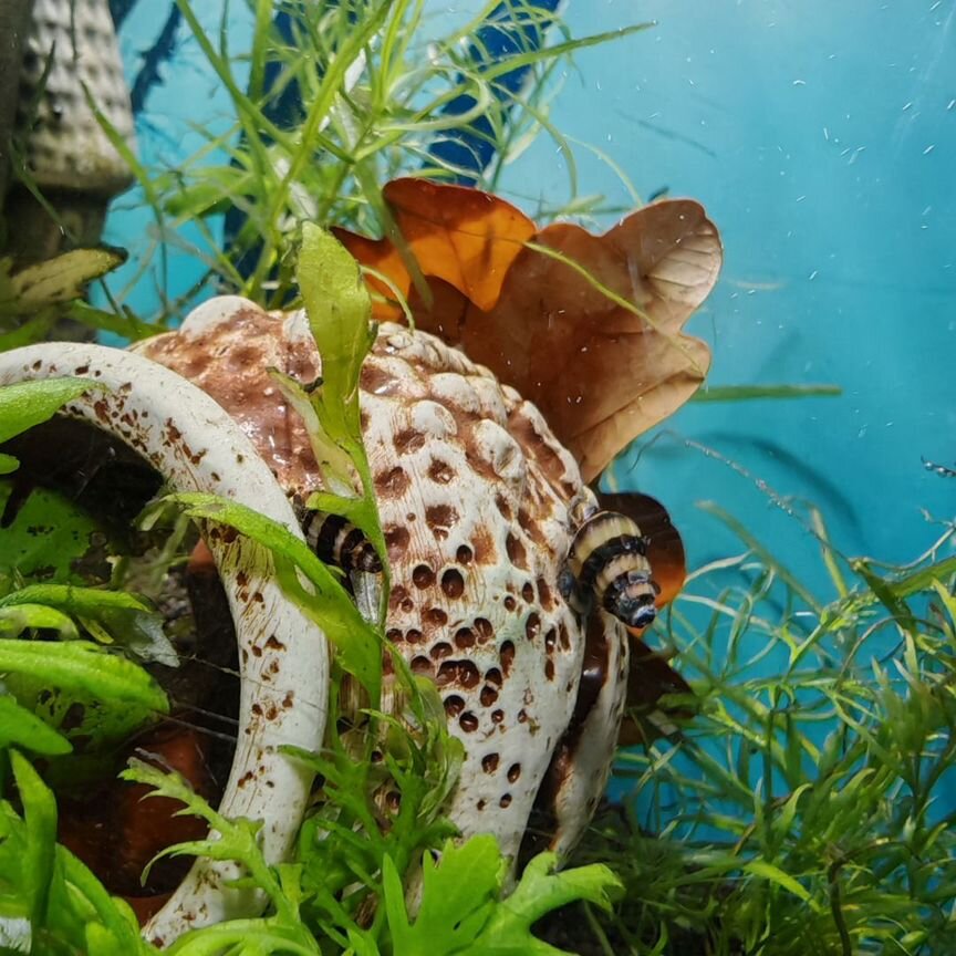 Хищная улитка Хелена