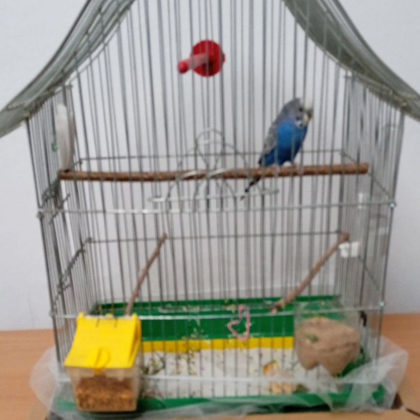 Волнистый попугай   клетка