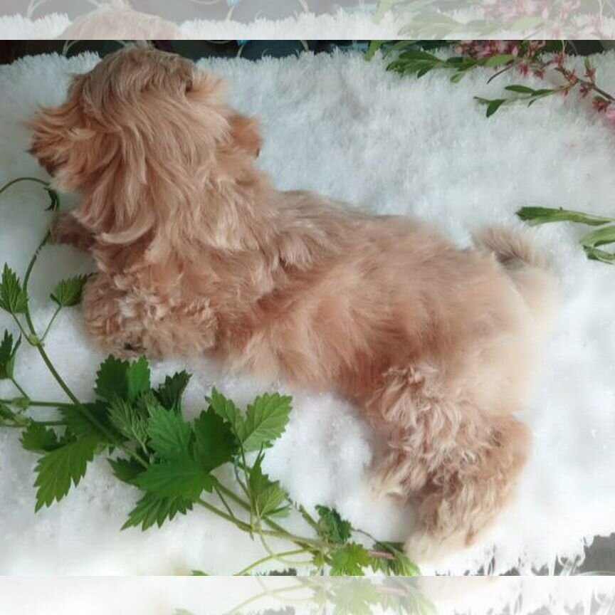 Мальтипу, щенок