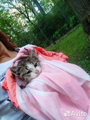 Самый красивый котик