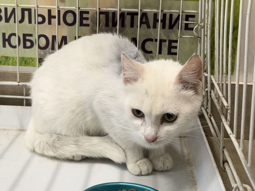Кошка в добрые руки