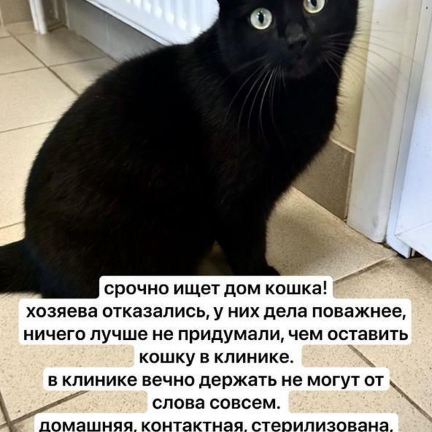 Кошечка в добрые руки