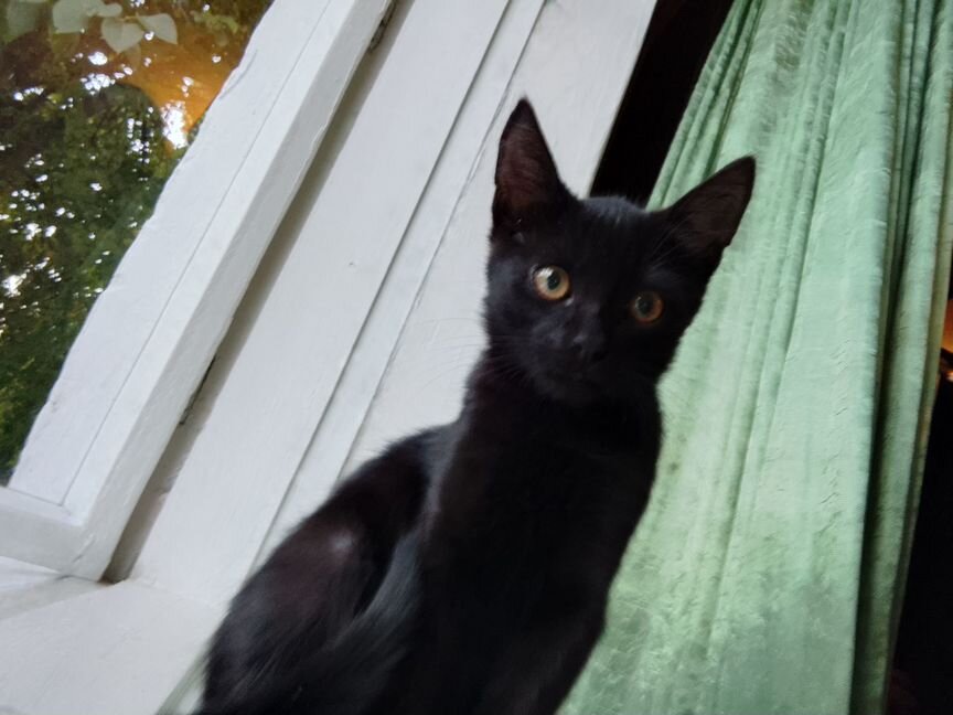 Котик шалунишка