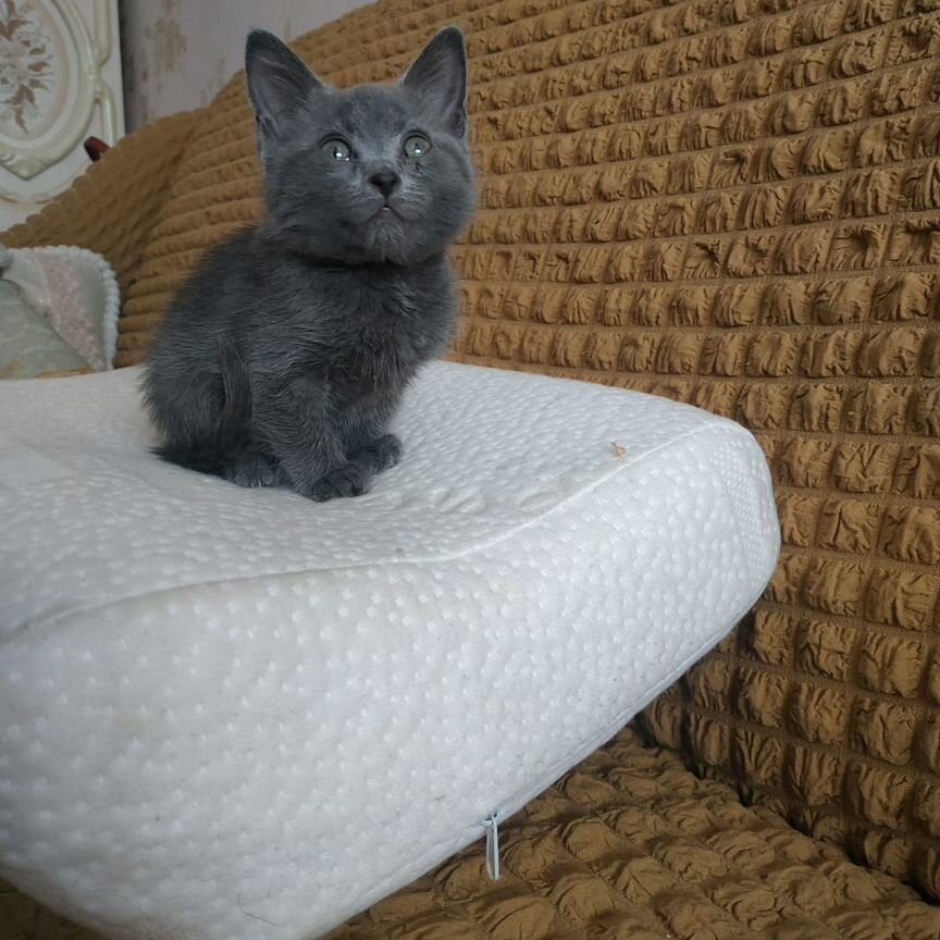 Отдам в добрые руки котенка