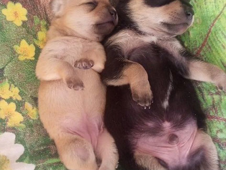 Русский той-терьер девочка