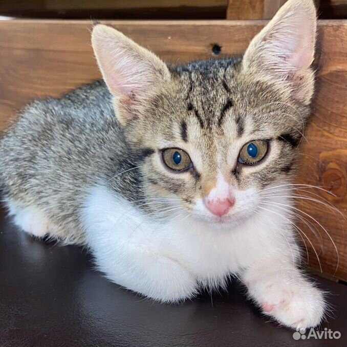 Домашние животные котята