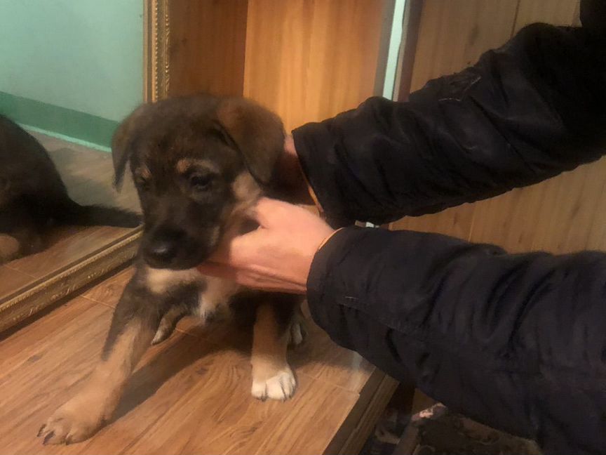 Щенок в добрые руки отдам бесплатно