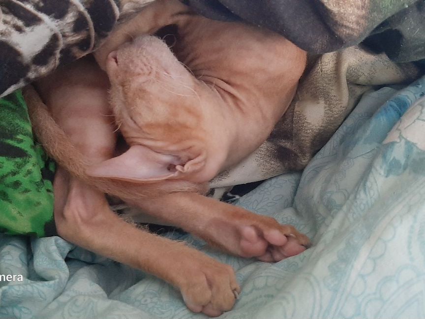 Кот сфинкс браш