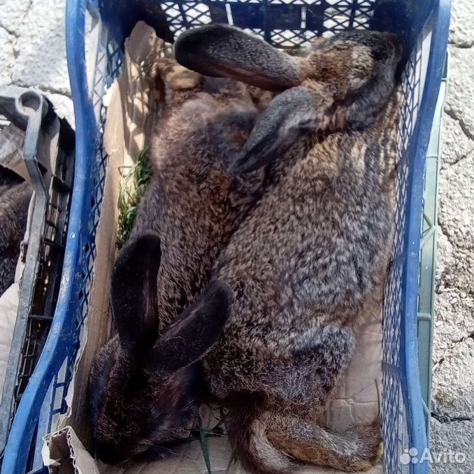 Кролики великаны