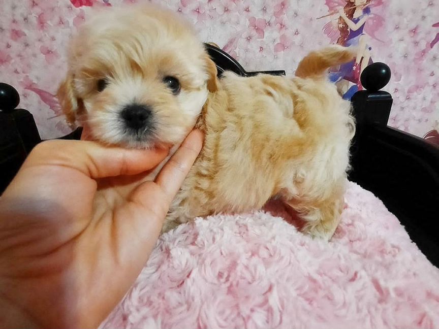 Эксклюзивные щенки мальтипу