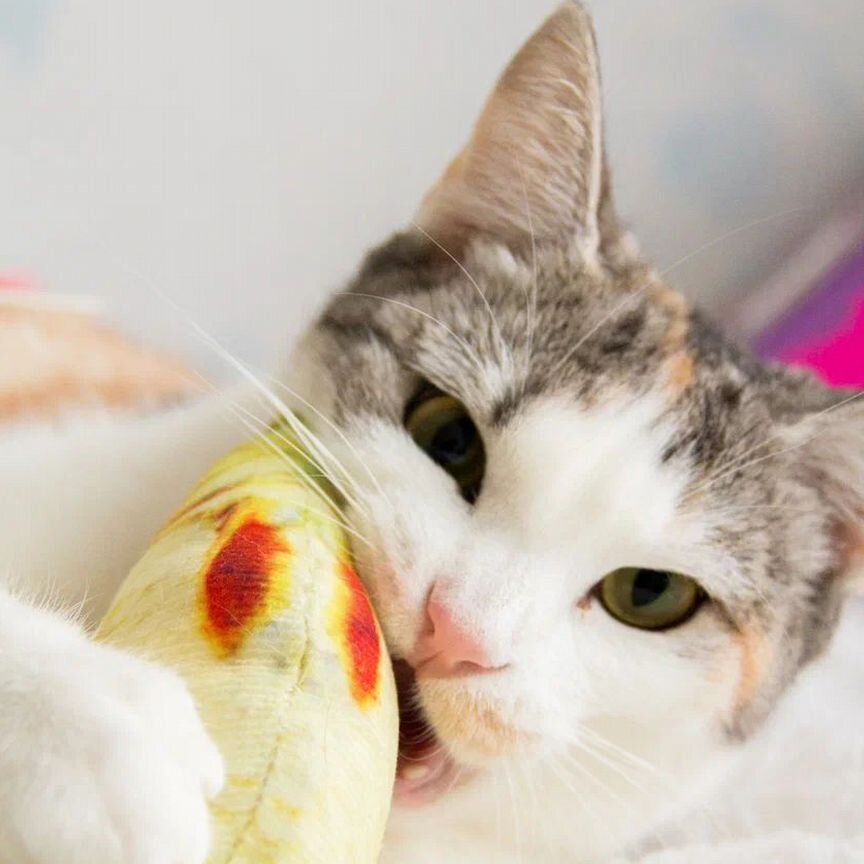 Молоденькая кошка ищет дом