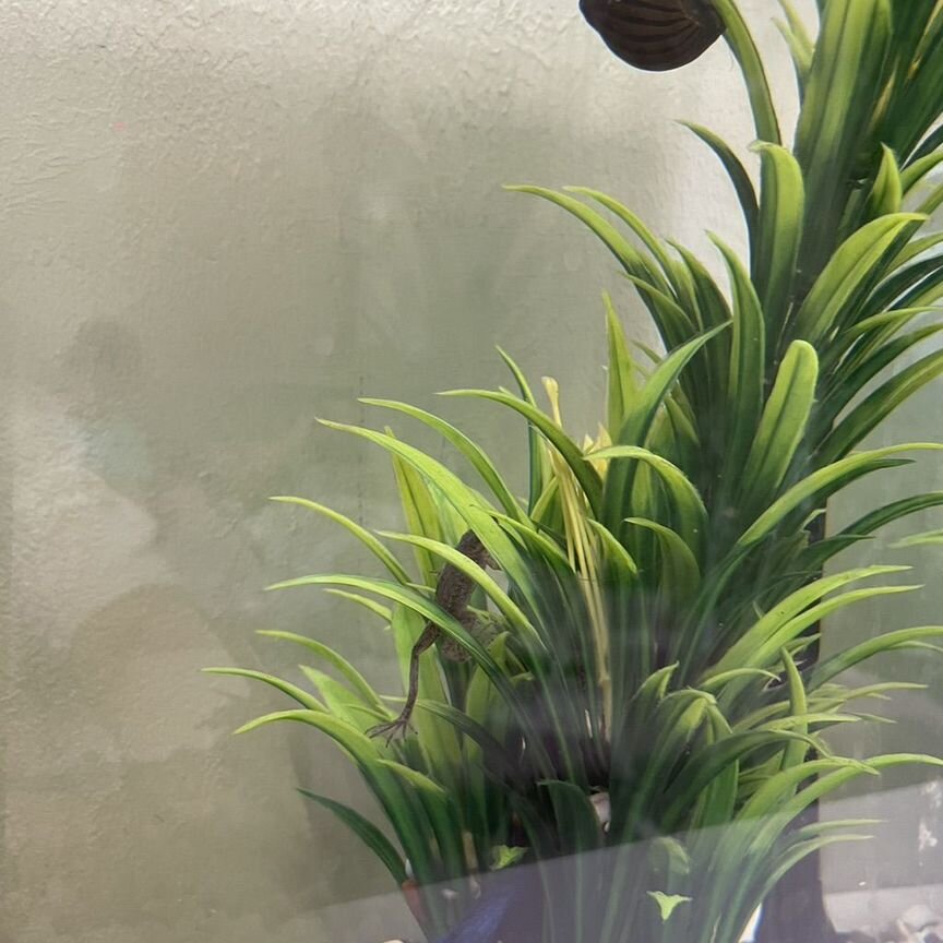 Аквариумные рыбки