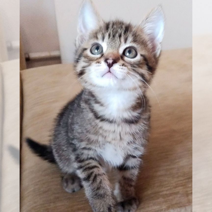 Котёнок от частного владельца