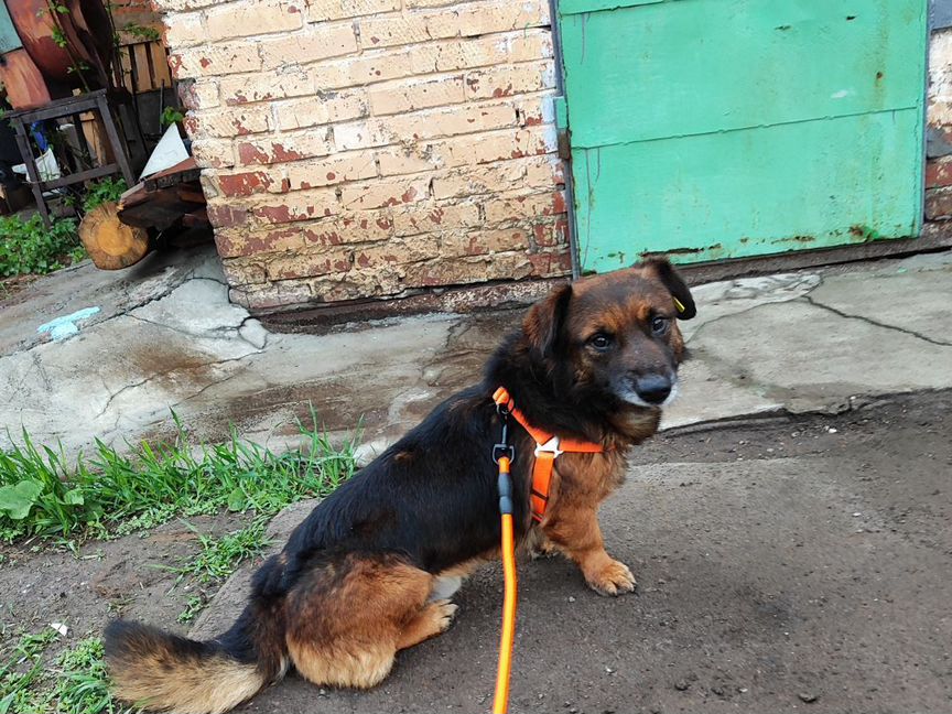 Маленькая собака в добрые руки