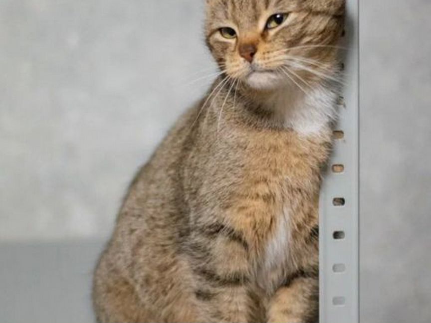 Кошечка Мишель в хорошую семью бесплатно